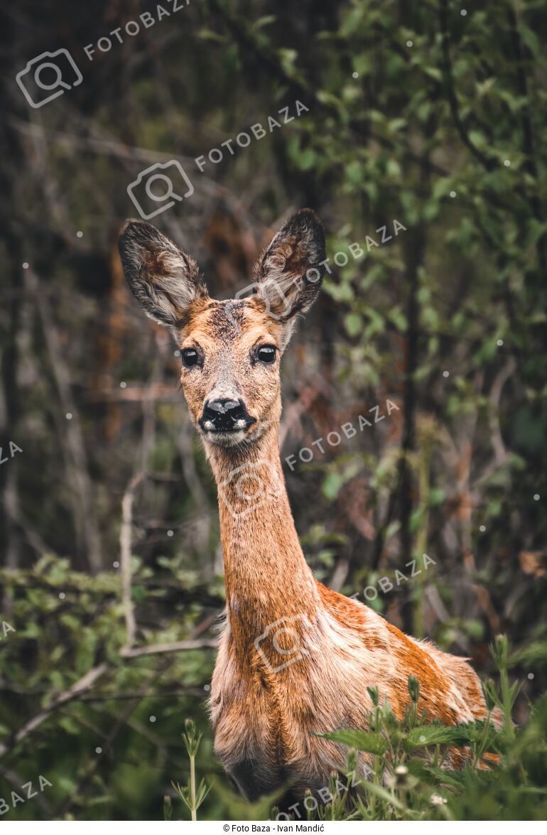 Srna u prirodi - preuzmite fotografiju | Foto Baza