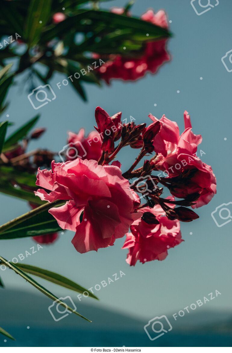 Cvijet Oleander - preuzmite fotografiju | Foto Baza
