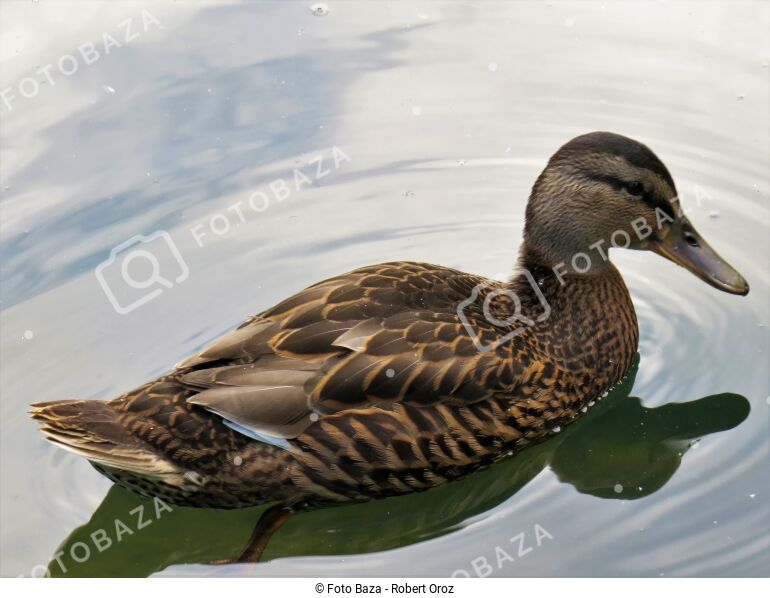 Divlja patka - preuzmite fotografiju | Foto Baza