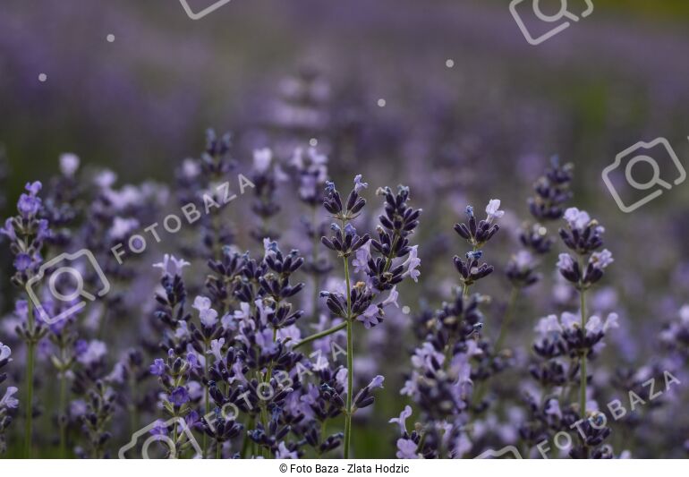 Lavanda - preuzmite fotografiju | Foto Baza