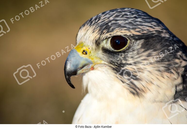 Portret sokola - preuzmite fotografiju | Foto Baza