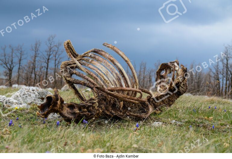 Leš životinja - preuzmite fotografiju | Foto Baza