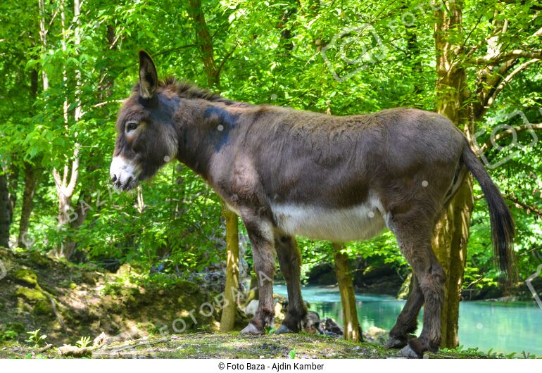 Domaći magarac u šumi - preuzmite fotografiju | Foto Baza
