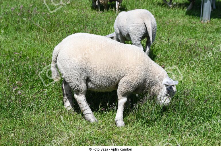 Jagnje pase travu - preuzmite fotografiju | Foto Baza