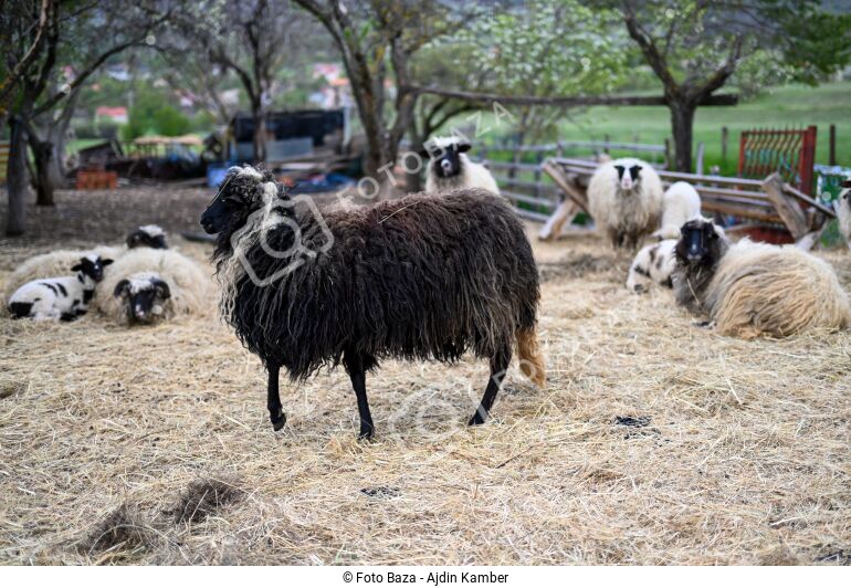 Stado domaćih ovaca - preuzmite fotografiju | Foto Baza