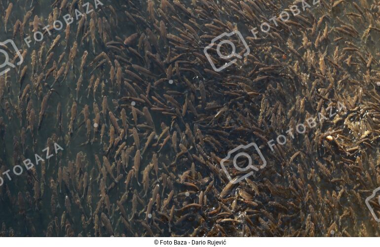 Jato riba - preuzmite fotografiju | Foto Baza