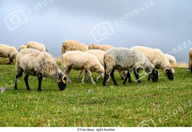Ovce na ispaši - preuzmite fotografiju | Foto Baza