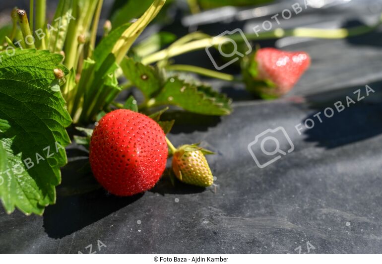 Zrele jagode u polju. Plantaža jagoda - preuzmite fotografiju | Foto Baza