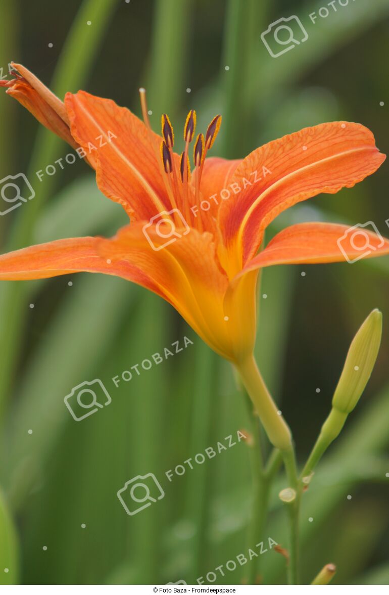 Cvijet ljiljan - preuzmite fotografiju | Foto Baza