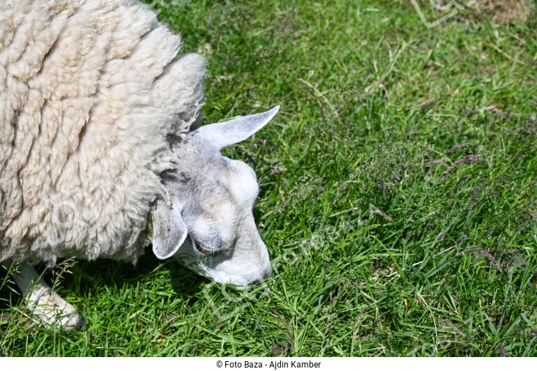 Ovca pase travu - preuzmite fotografiju | Foto Baza