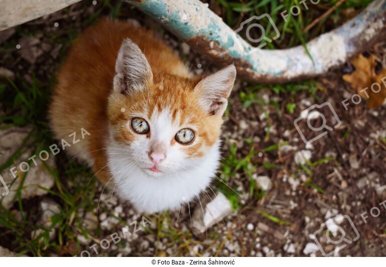 Mačka - preuzmite fotografiju | Foto Baza