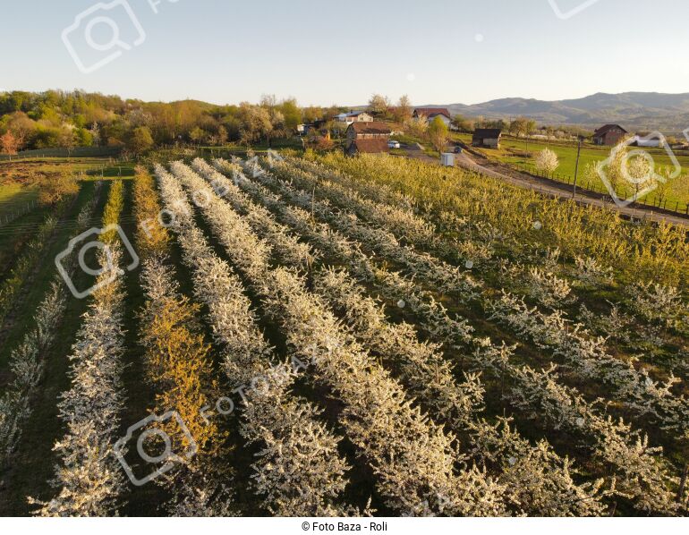 Plantaze tresnji - preuzmite fotografiju | Foto Baza
