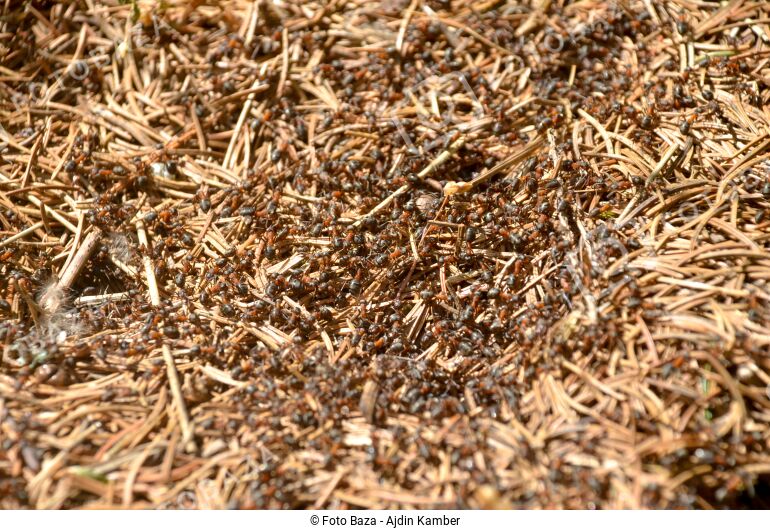 Mravi - preuzmite fotografiju | Foto Baza