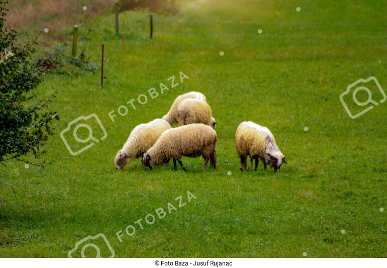 Ovce - preuzmite fotografiju | Foto Baza