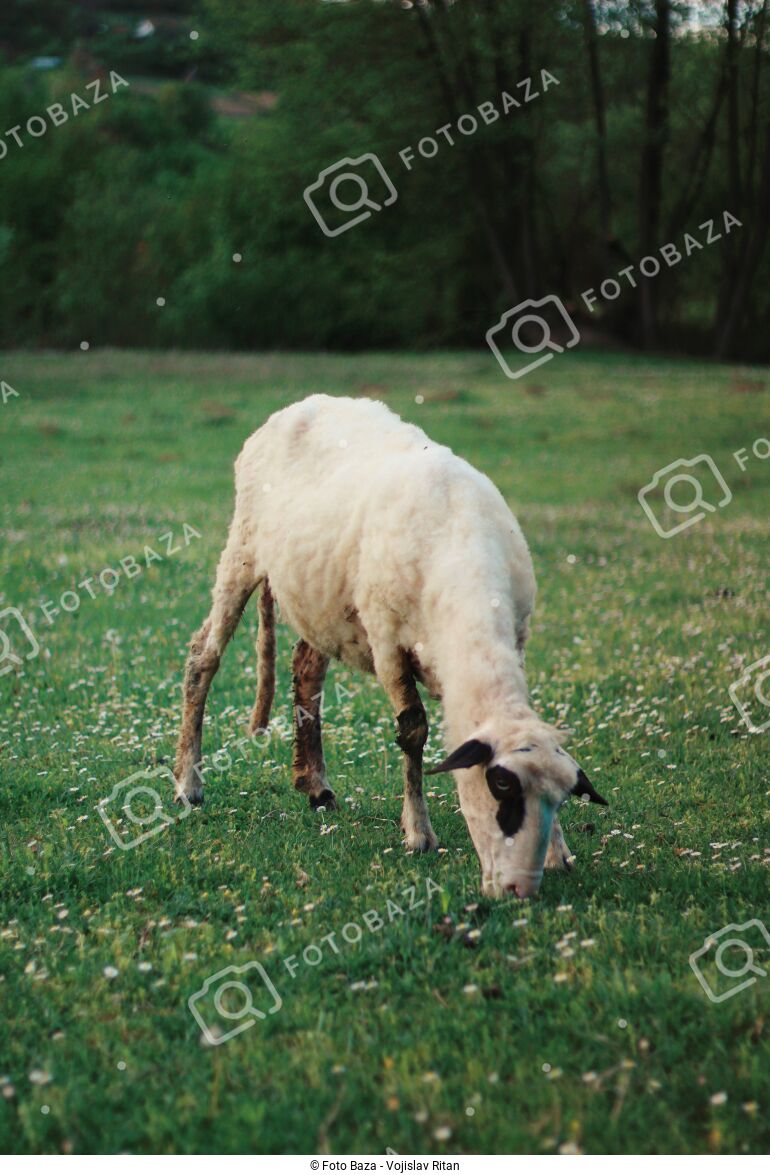 Ovca na livadi - preuzmite fotografiju | Foto Baza