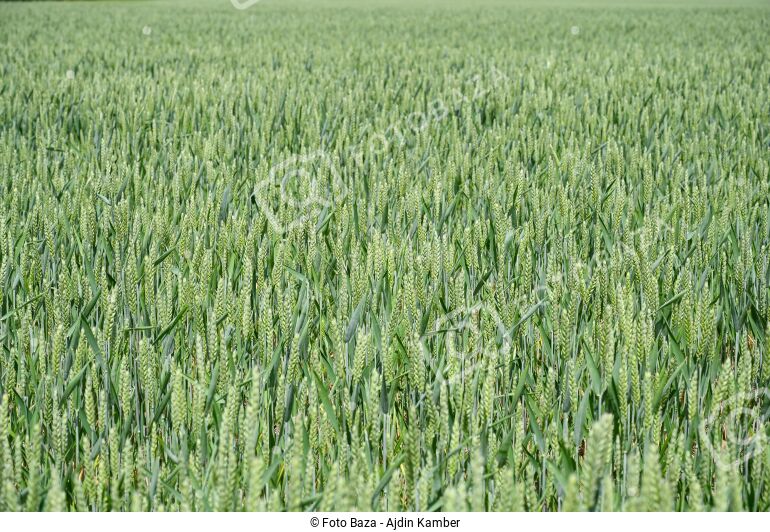 Polje pšenice - preuzmite fotografiju | Foto Baza