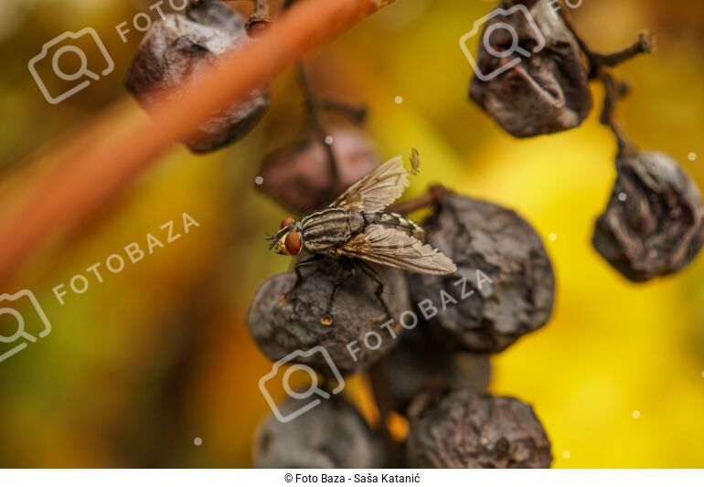 Muha na grožđu - preuzmite fotografiju | Foto Baza