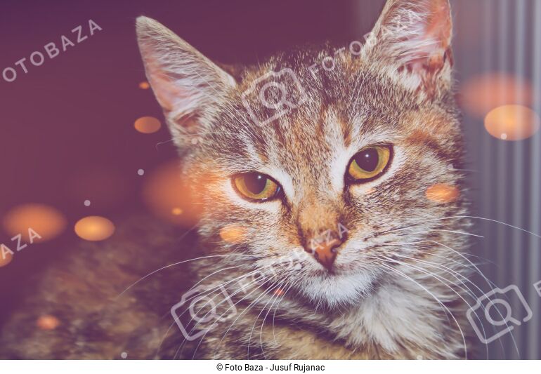 Mačka - preuzmite fotografiju | Foto Baza