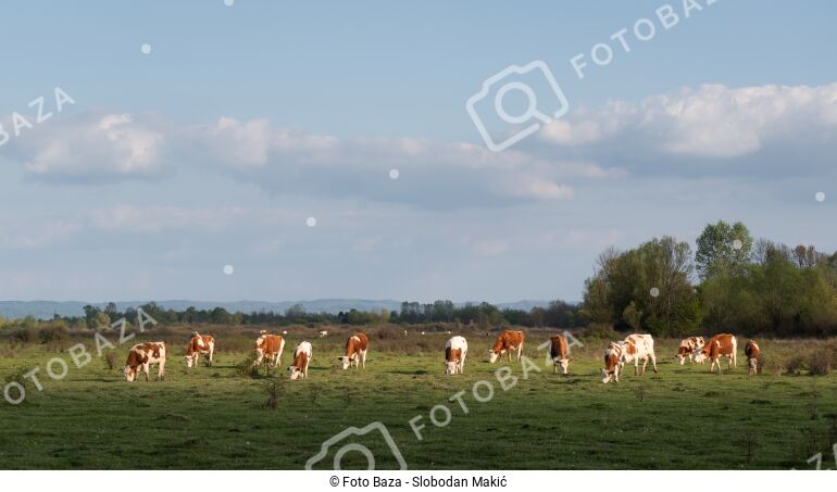 Stado krava na ispaši - preuzmite fotografiju | Foto Baza