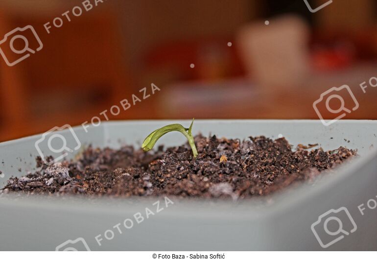Sjemenka - preuzmite fotografiju | Foto Baza