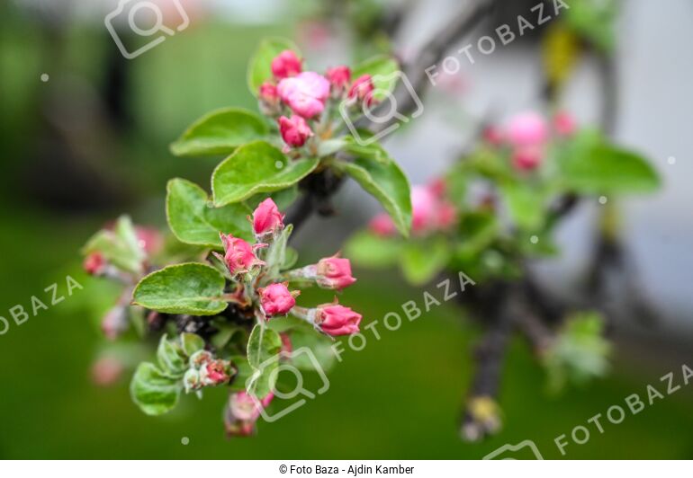 Stablo jabuke cvjeta - preuzmite fotografiju | Foto Baza