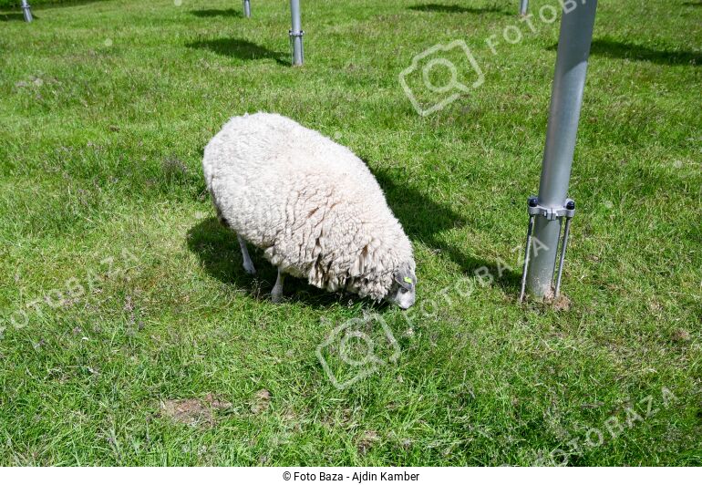 Ovca pase travu u Nizozemskoj - preuzmite fotografiju | Foto Baza