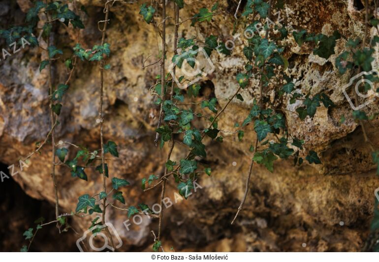 Lijane ispred pecine - preuzmite fotografiju | Foto Baza