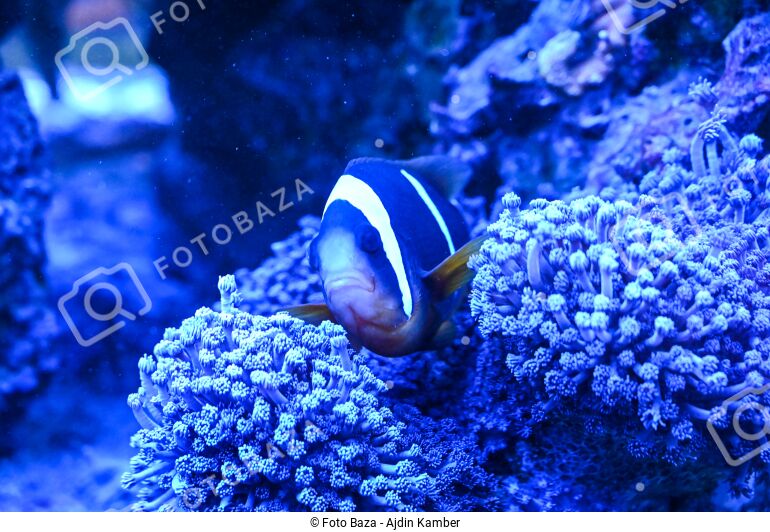 Tropska riba pliva u moru. - preuzmite fotografiju | Foto Baza