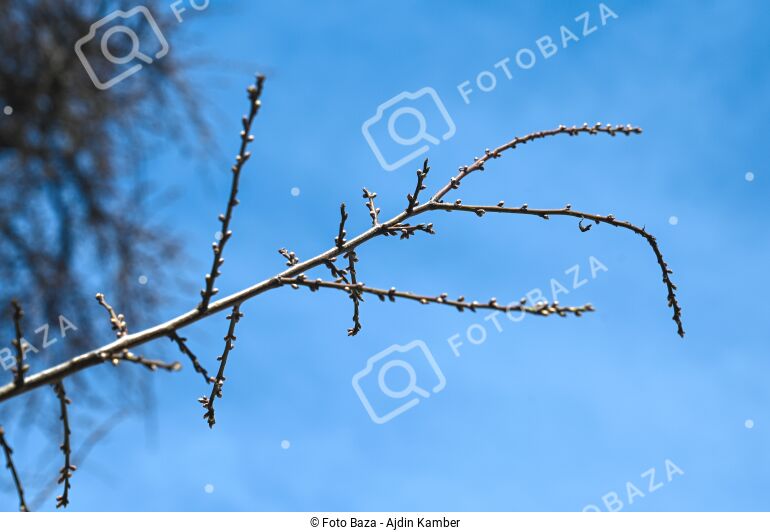 Grane drveta sa pupoljcima - preuzmite fotografiju | Foto Baza