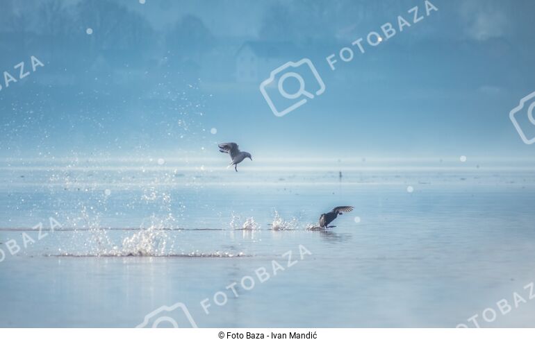 Ptice - preuzmite fotografiju | Foto Baza