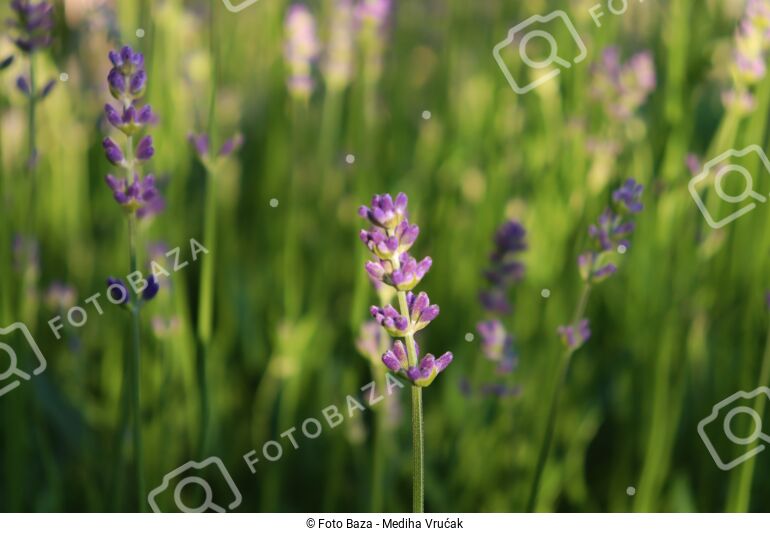 Lavanda - preuzmite fotografiju | Foto Baza