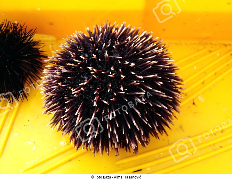 Morski jež - preuzmite fotografiju | Foto Baza