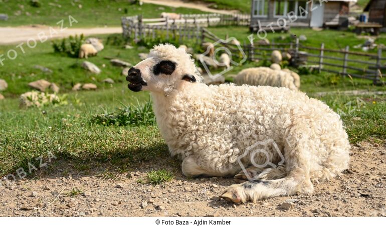 Preslatko jagnje na pašnjaku - preuzmite fotografiju | Foto Baza