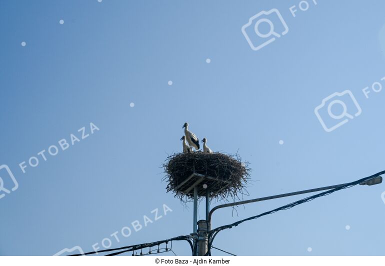 Ptice rode u gnijezdu na banderi. - preuzmite fotografiju | Foto Baza