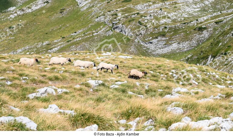 Ovce na planini. - preuzmite fotografiju | Foto Baza