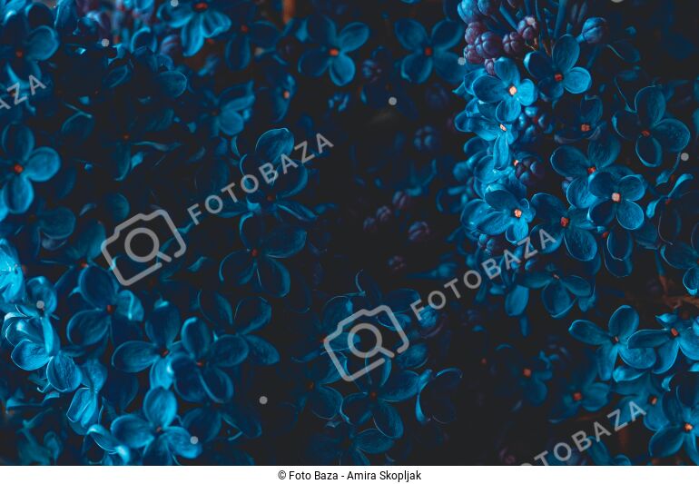 Plavi jorgovan - preuzmite fotografiju | Foto Baza