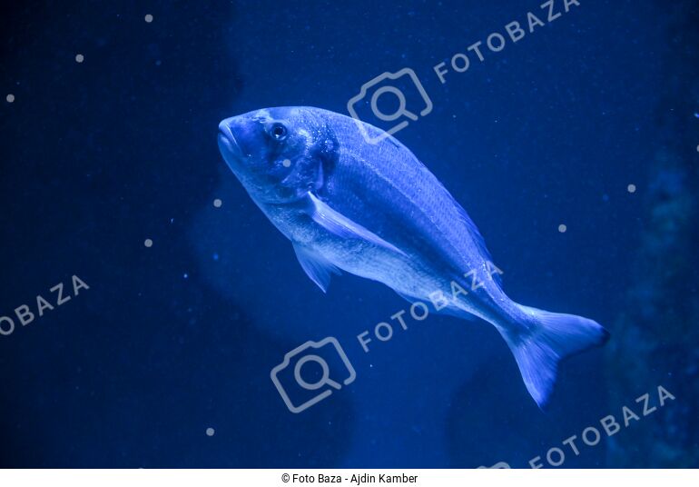 Riba orada pliva u moru. - preuzmite fotografiju | Foto Baza