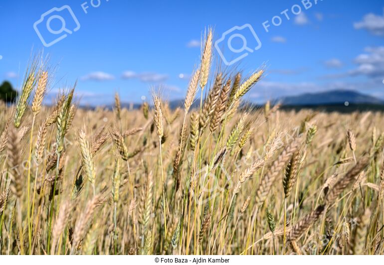 Ječam - preuzmite fotografiju | Foto Baza