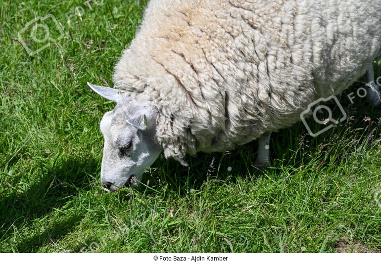 Ovca pase travu - preuzmite fotografiju | Foto Baza