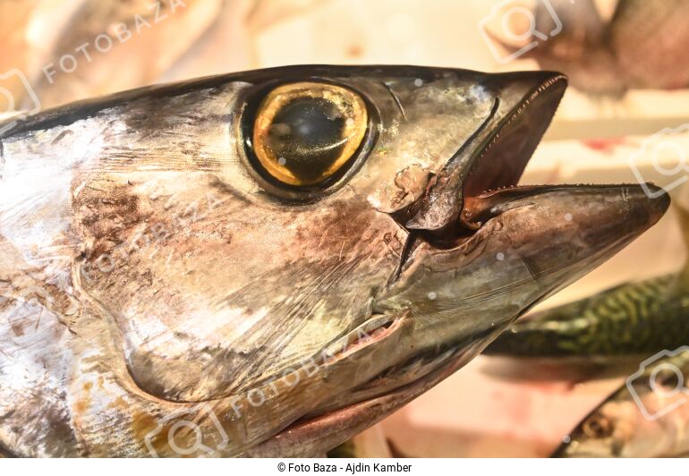 Krupni plan glave ribe u ribarnici. Riba tuna. - preuzmite fotografiju ...