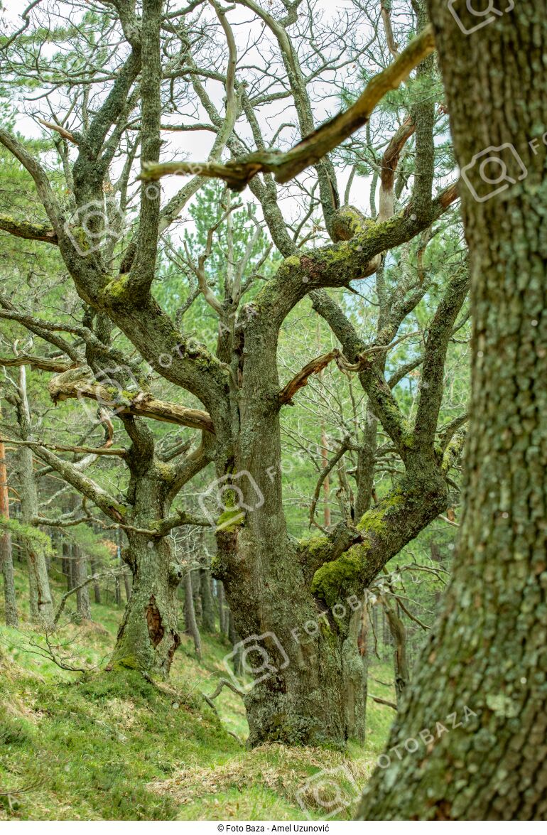 Stari hrastovi - preuzmite fotografiju | Foto Baza