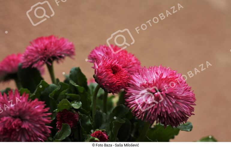 Roze cvece - preuzmite fotografiju | Foto Baza