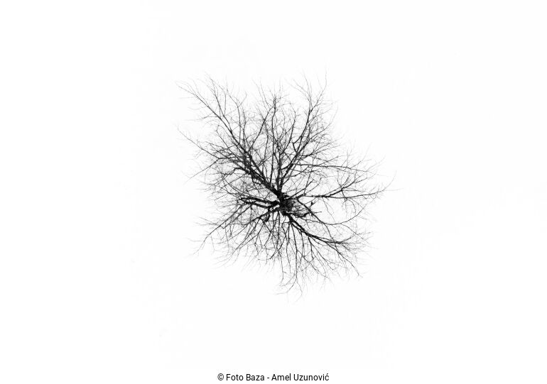 Stablo u snijegu - preuzmite fotografiju | Foto Baza