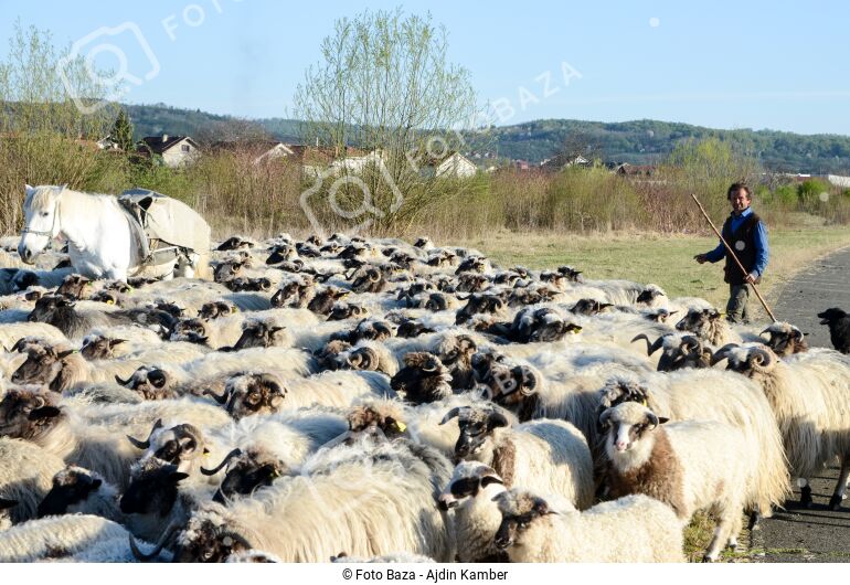 Čoban sa ovcama - preuzmite fotografiju | Foto Baza