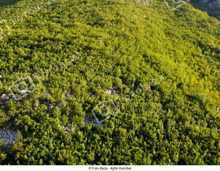 Zeleni grmovi na planini - preuzmite fotografiju | Foto Baza