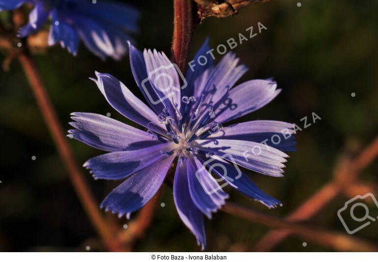 Cikorija, ljekovita biljka - preuzmite fotografiju | Foto Baza