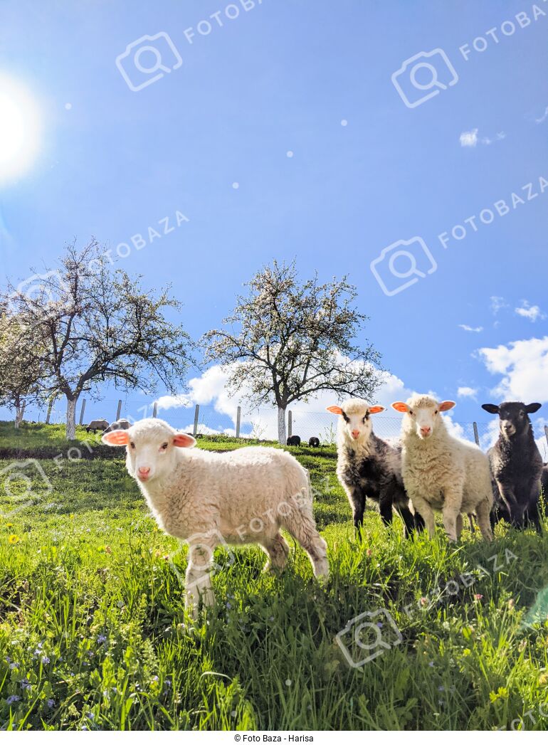 Ovce - preuzmite fotografiju | Foto Baza