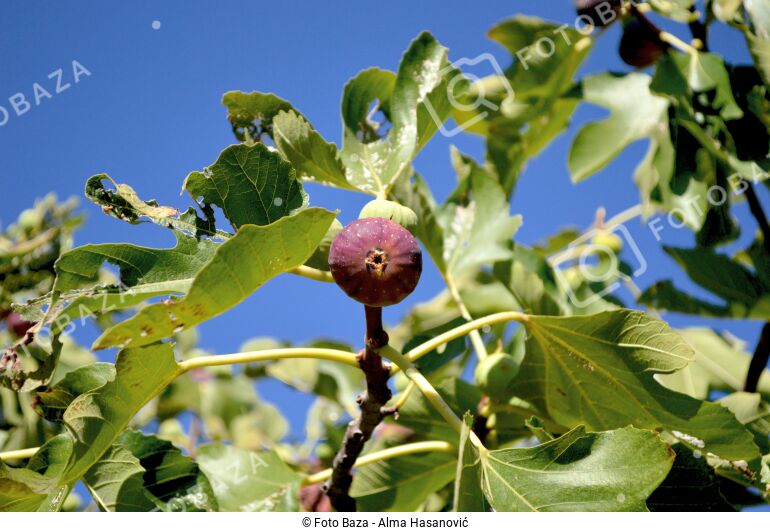 Drvo smokve - preuzmite fotografiju | Foto Baza