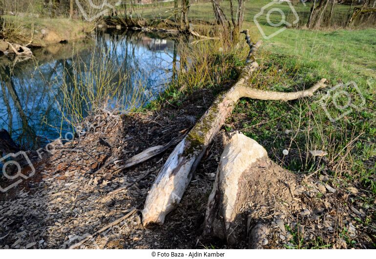 Stablo koje je presjekao dabar - preuzmite fotografiju | Foto Baza