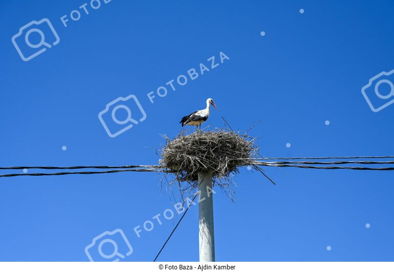 Roda u gnijezdu na banderi - preuzmite fotografiju | Foto Baza